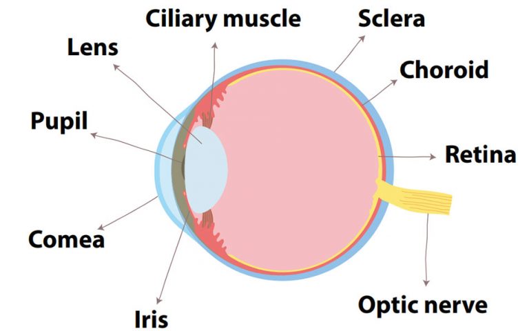 Corneal Transplantation - FV Hospital